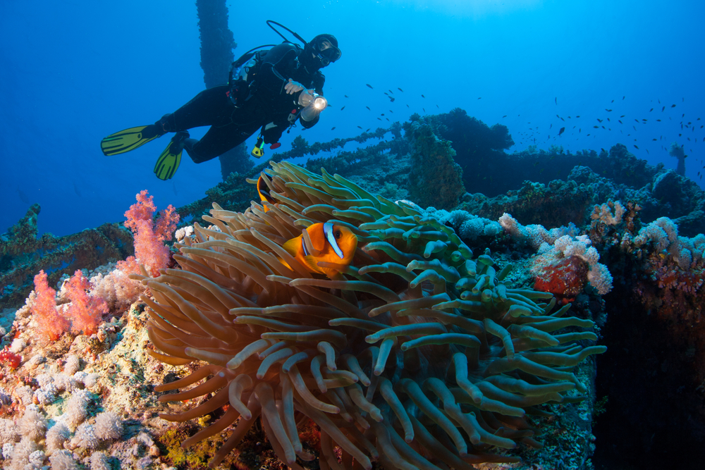 The Best Diving in The BVI - Yacht Charter News and Boating Blog