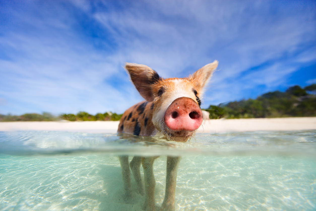 Pigs in Paradise - Yacht Charter News and Boating Blog